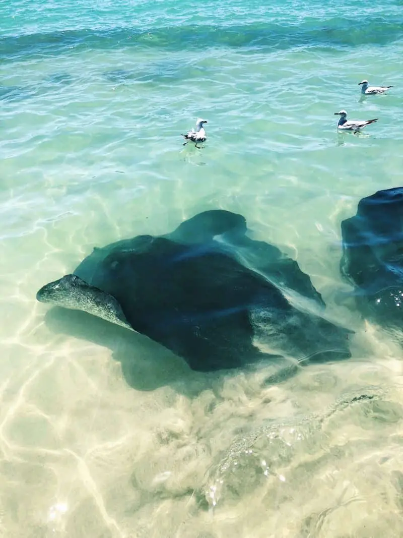 Hamelin Bay Stingrays - When and where to see the stingrays
