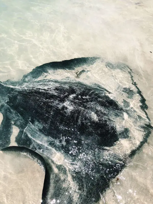 Hamelin Bay Stingrays - When and where to see the stingrays