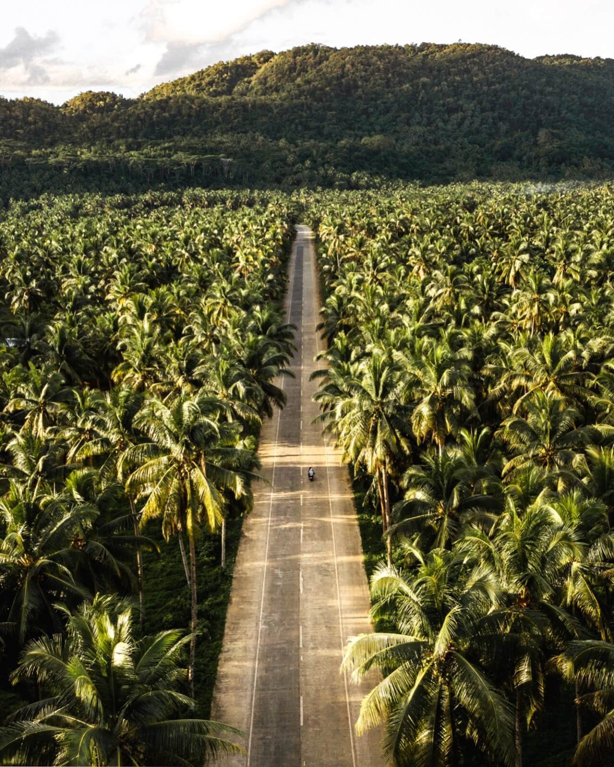 Palm Tree Road Siargao - Explore The Endless Road Of Pristine Palms