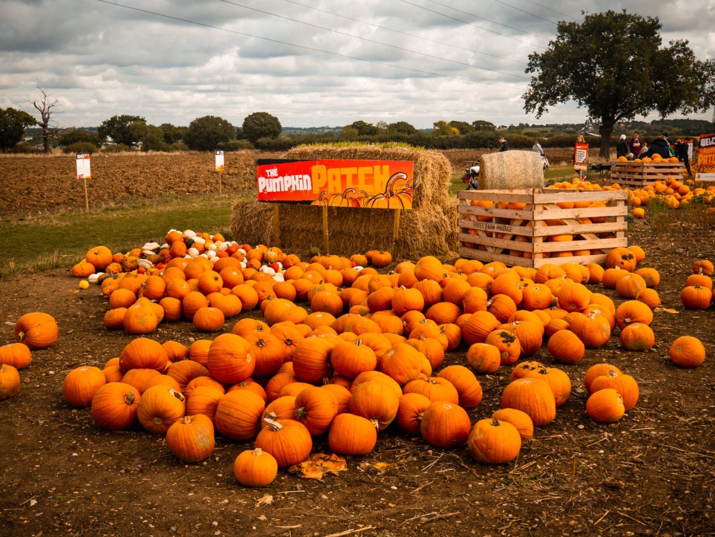 Pumpkin Patches Near London - Best Pumpkin Picking near you