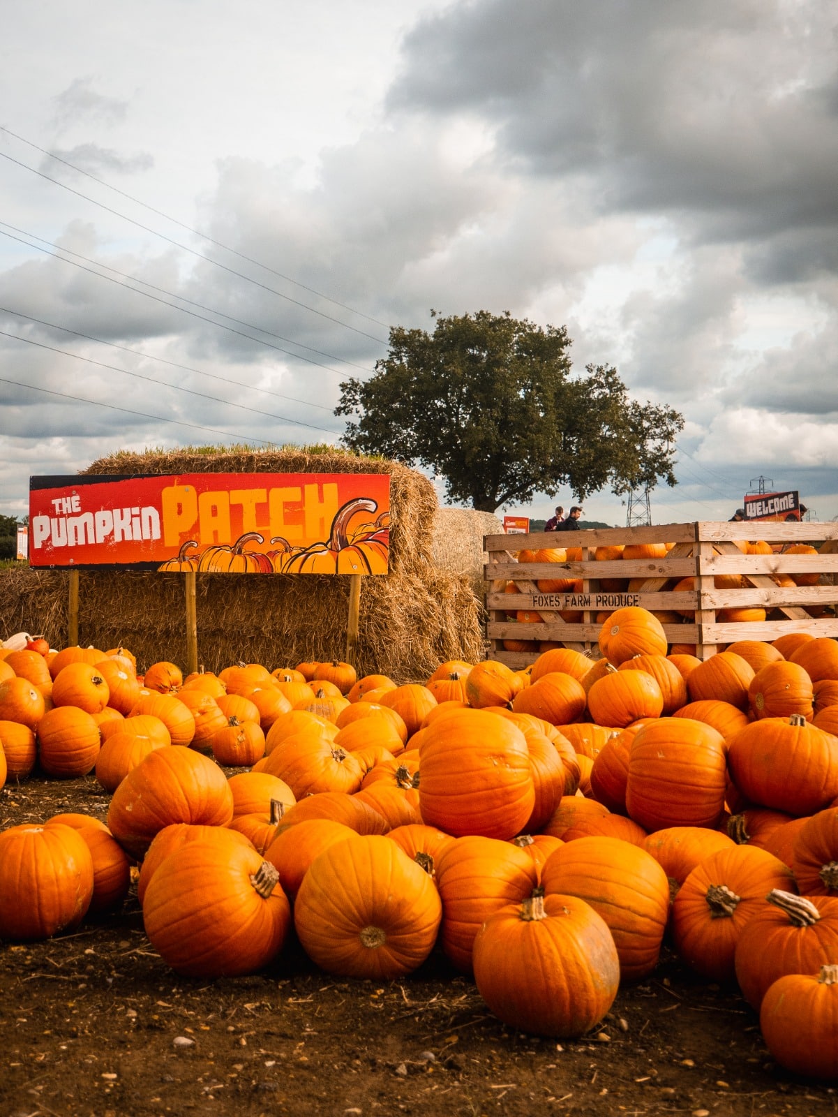 Pumpkin Patches Near London - Best Pumpkin Picking near you