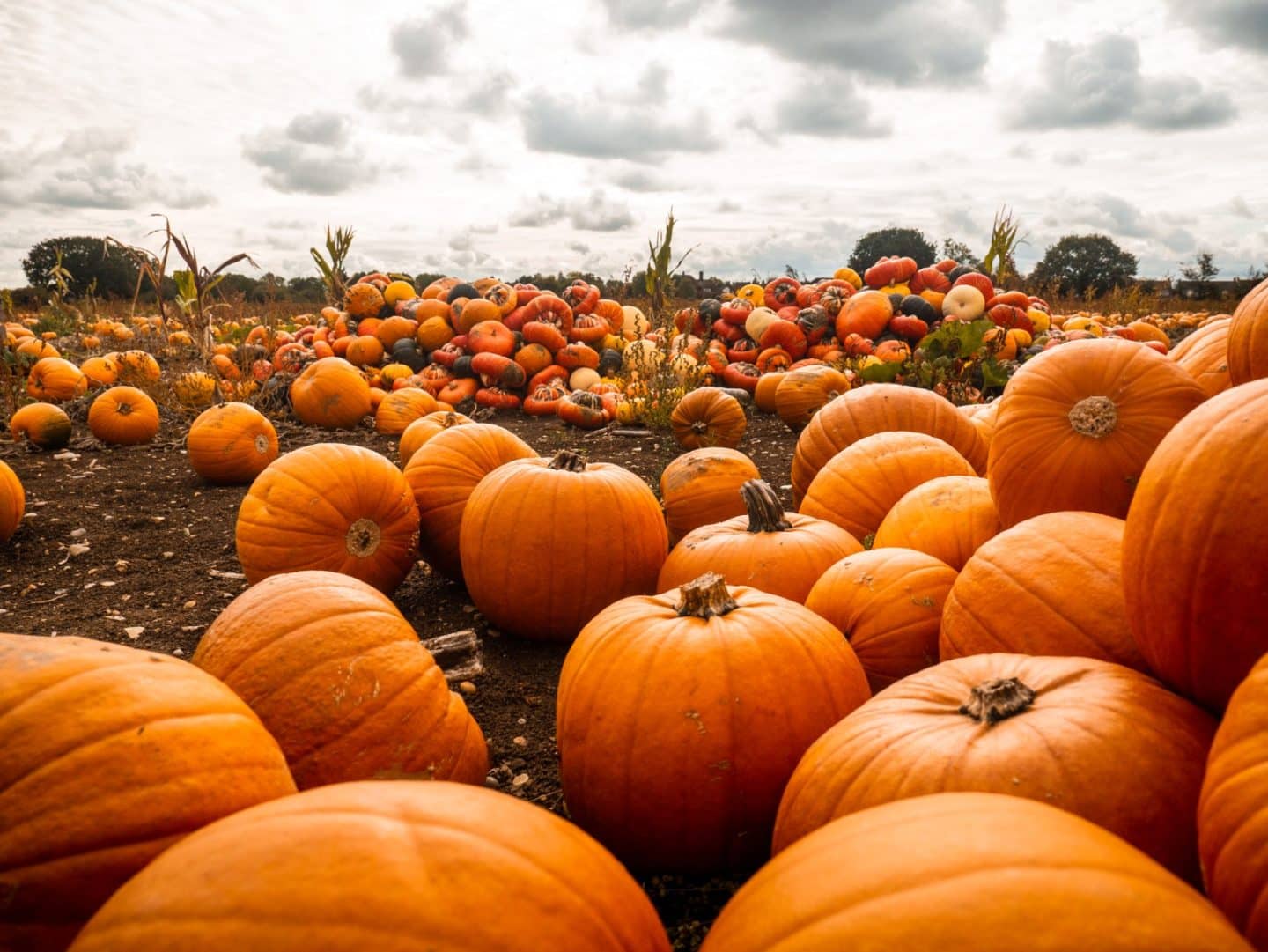 Pumpkin Patches Near London - Best Pumpkin Picking near you